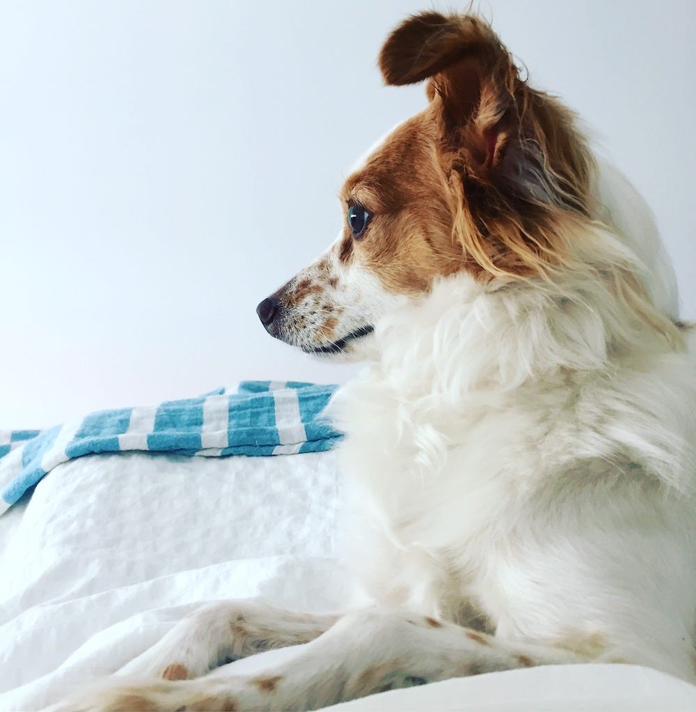 Panic in Porto: Milo’s Near-Deadly Odyssey - life: examined