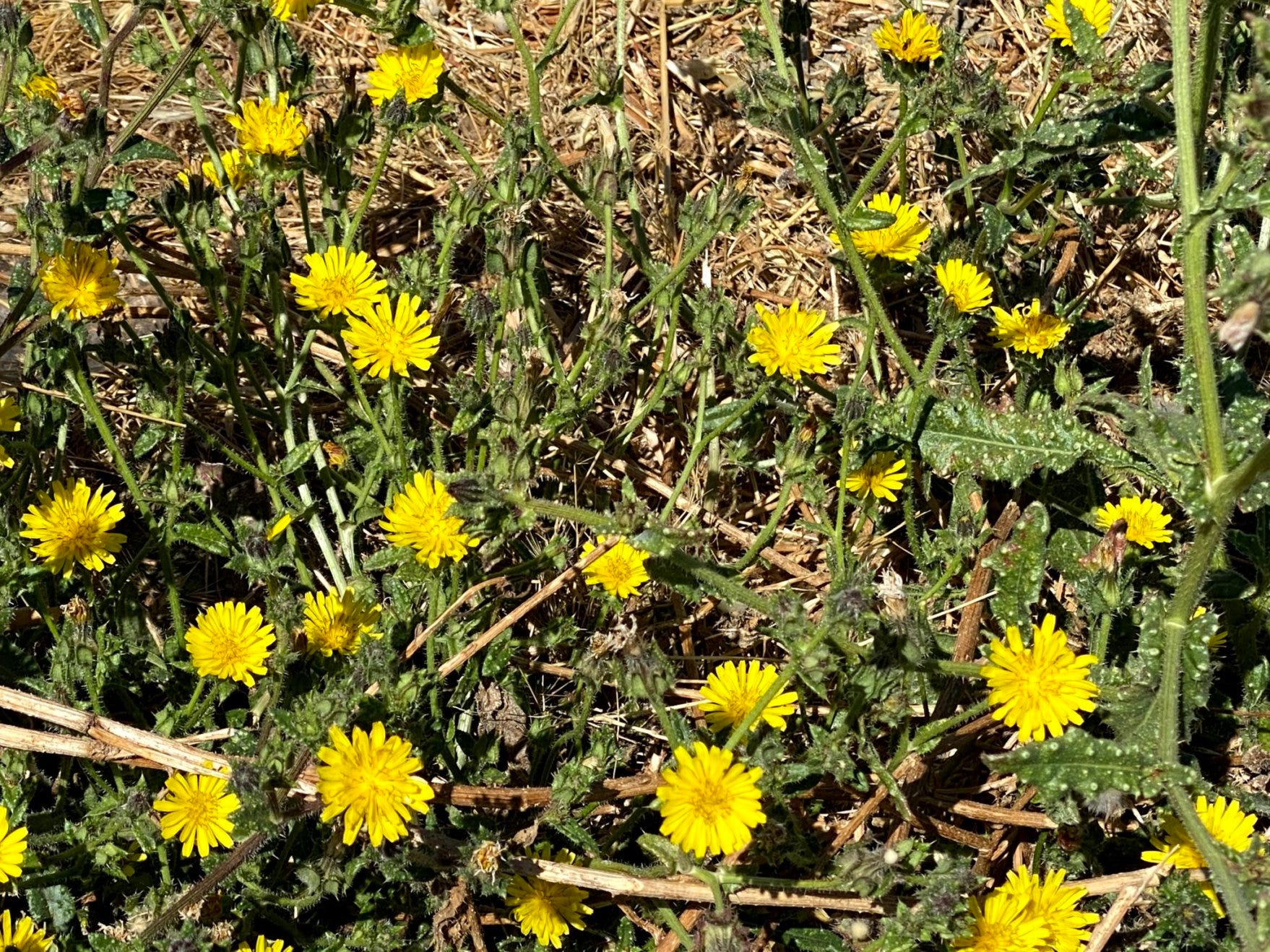 Below Dumbarton Bridge - by Smita Kolhatkar
