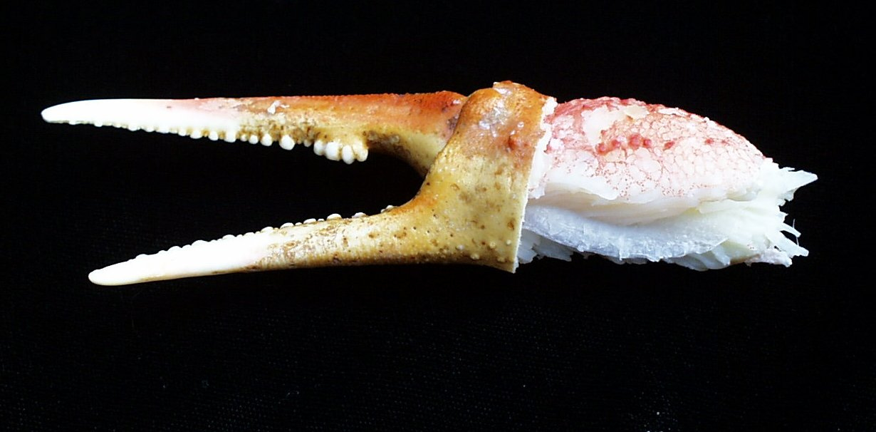 Of Apodeme and Claw - by Walter Tschinkel