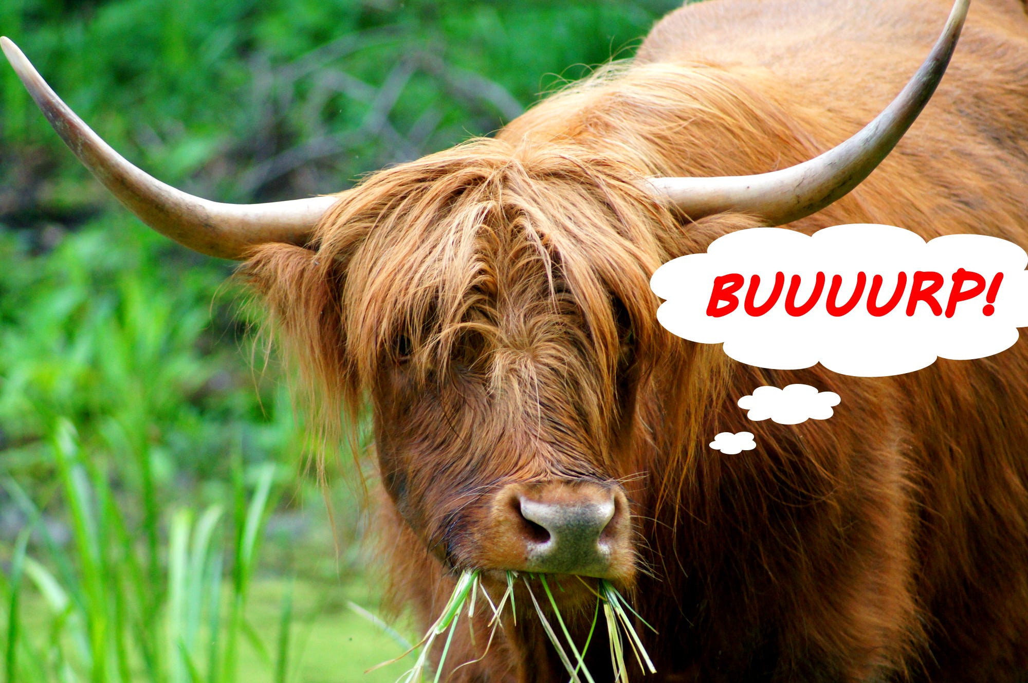 Now they want a climate tax on cow burps and farts