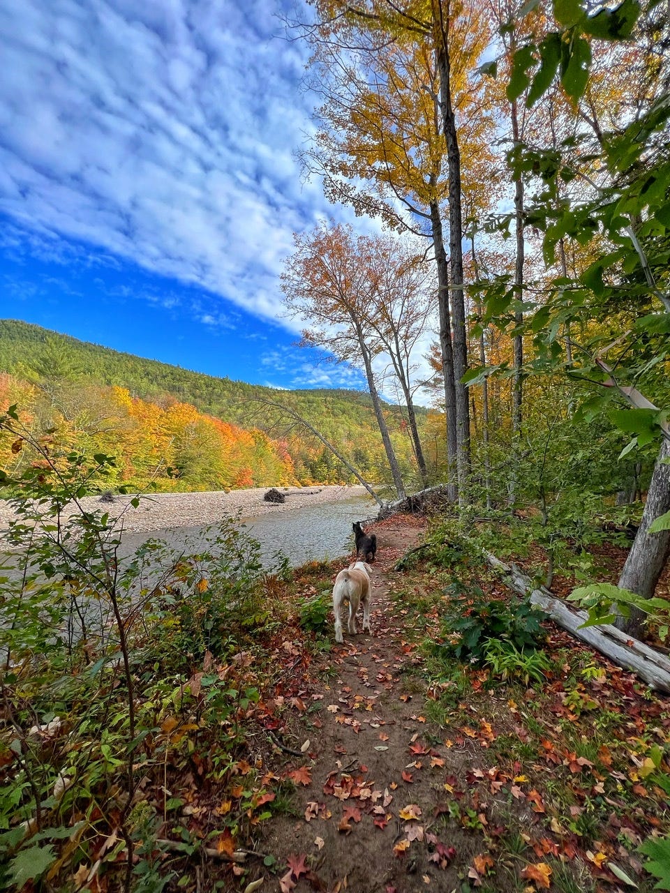 Fall Foliage Postcards from the White Mountains