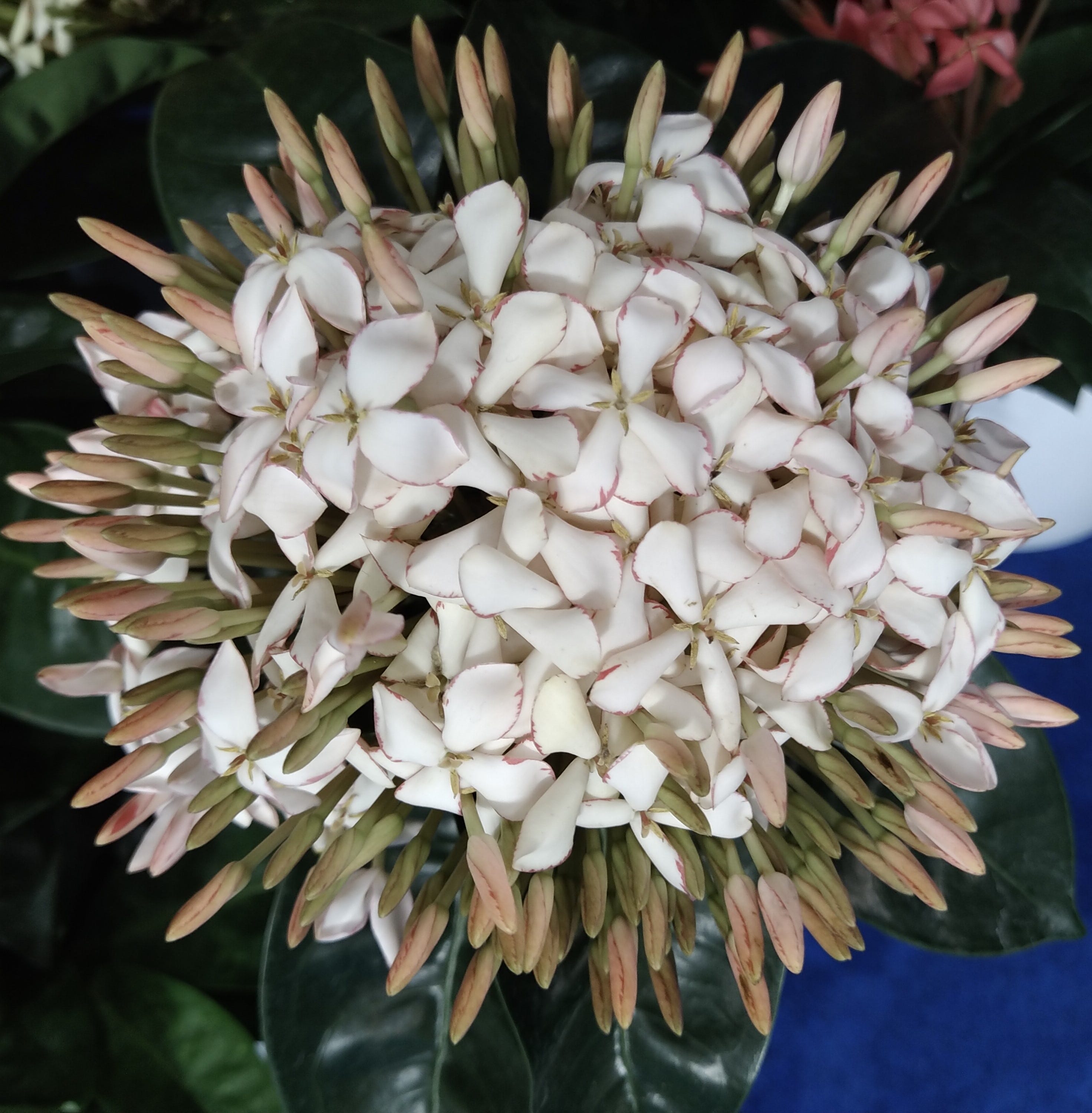 Ixora coccinea, a hardy perennial flowering shrub