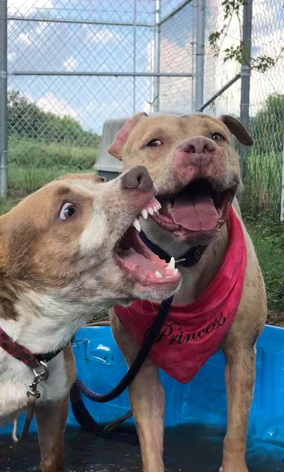 Failing Dogs - Nathan Winograd