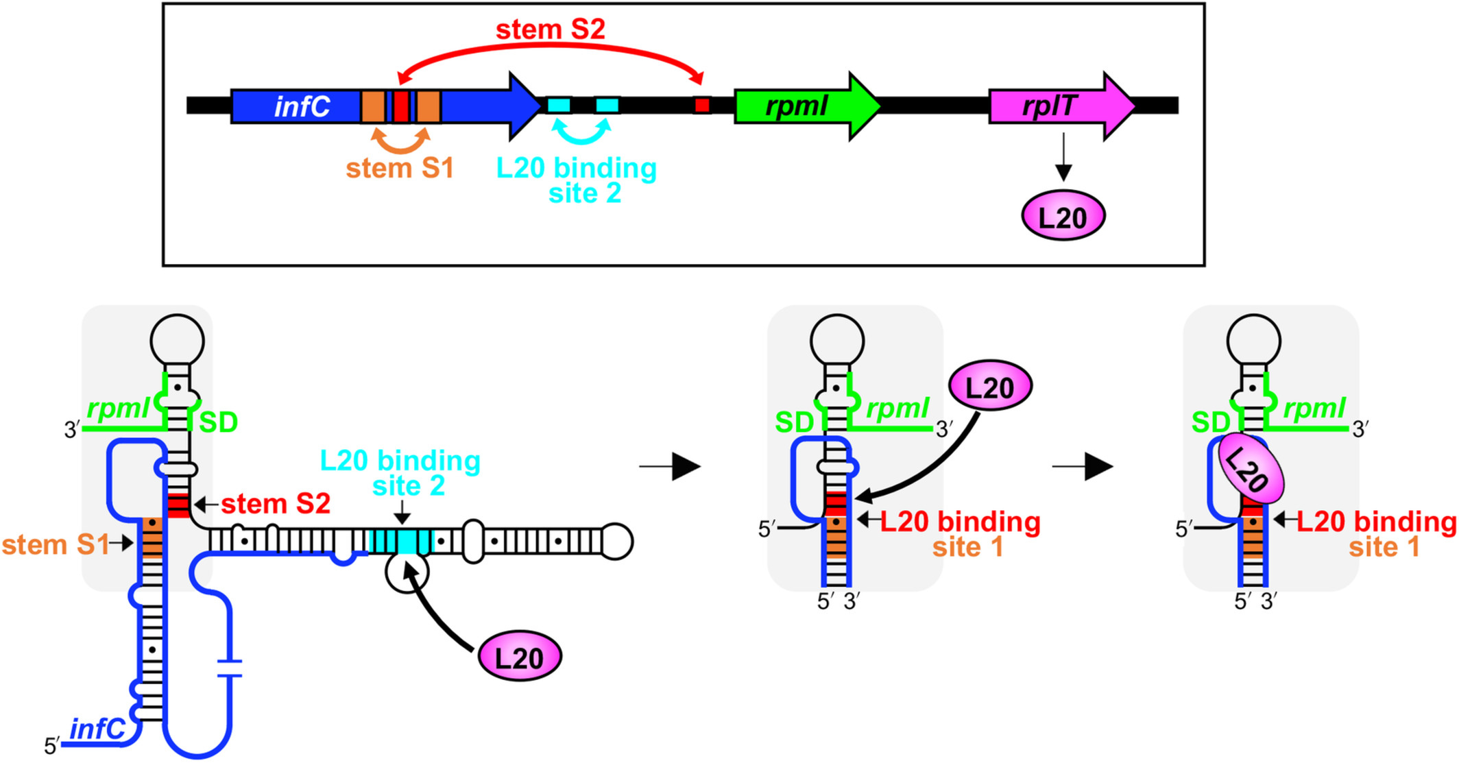 mRNA Folding Mechanisms and Approaches at the Secondary Structure Level
