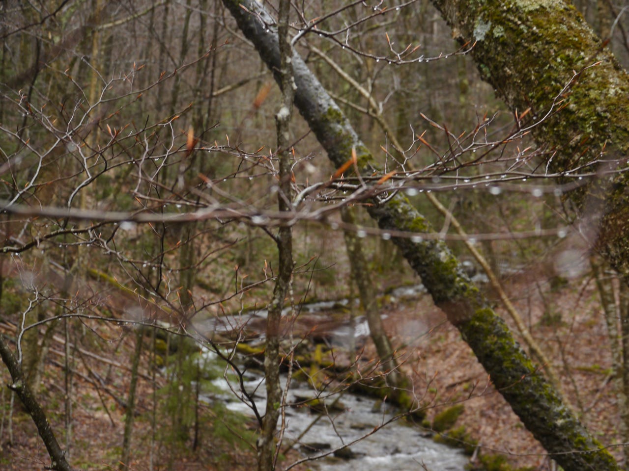 The Tiny Entrant - by Kristina Stykos