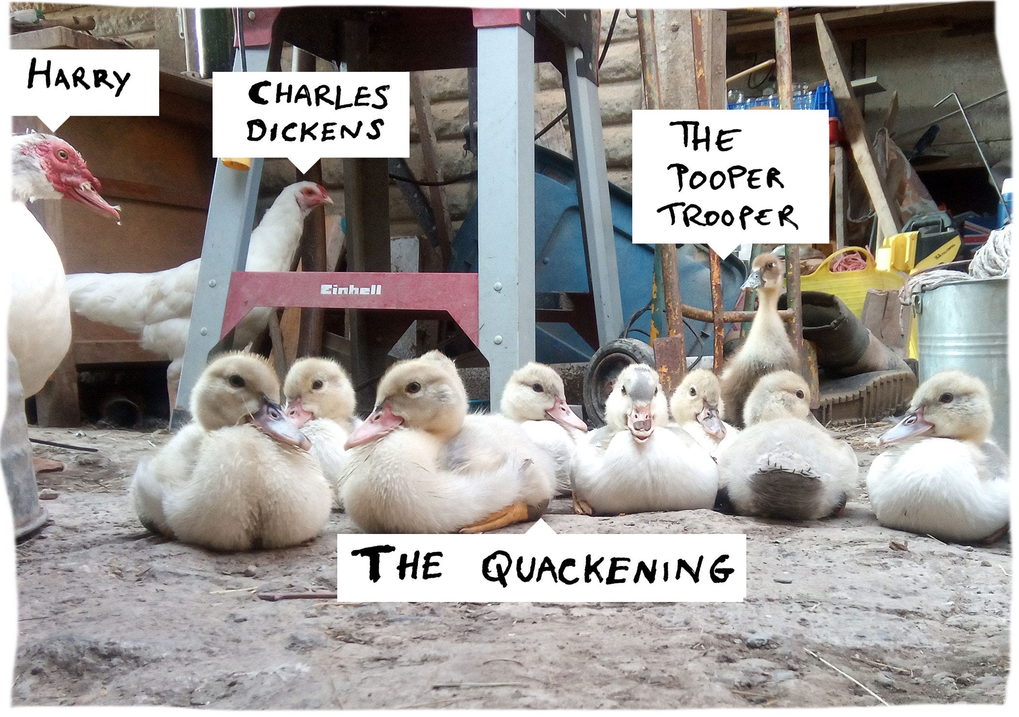 The Tale of an Indian Runner - Walking with Goats