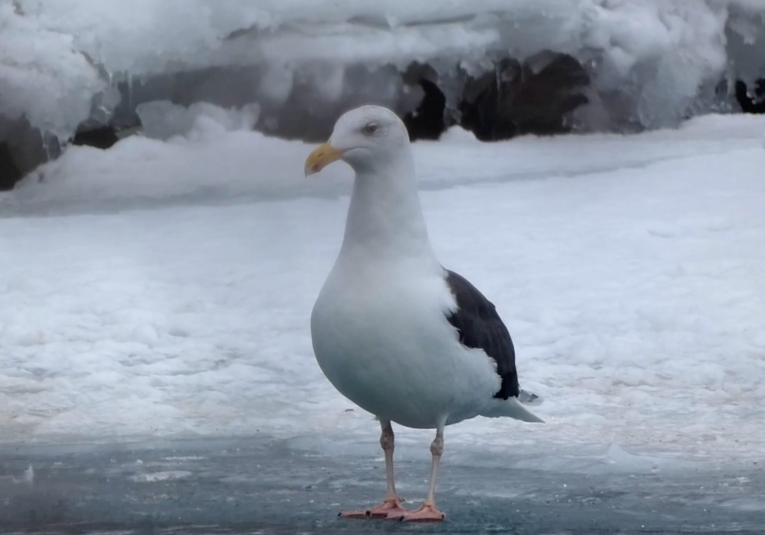 What are all these Chicago ducks and gulls eating this winter?
