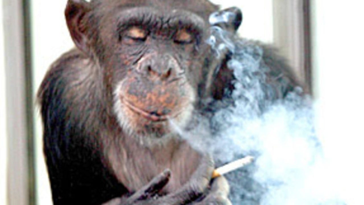 The Cigarette-Smoking Chimp, and How To Play Titanic
