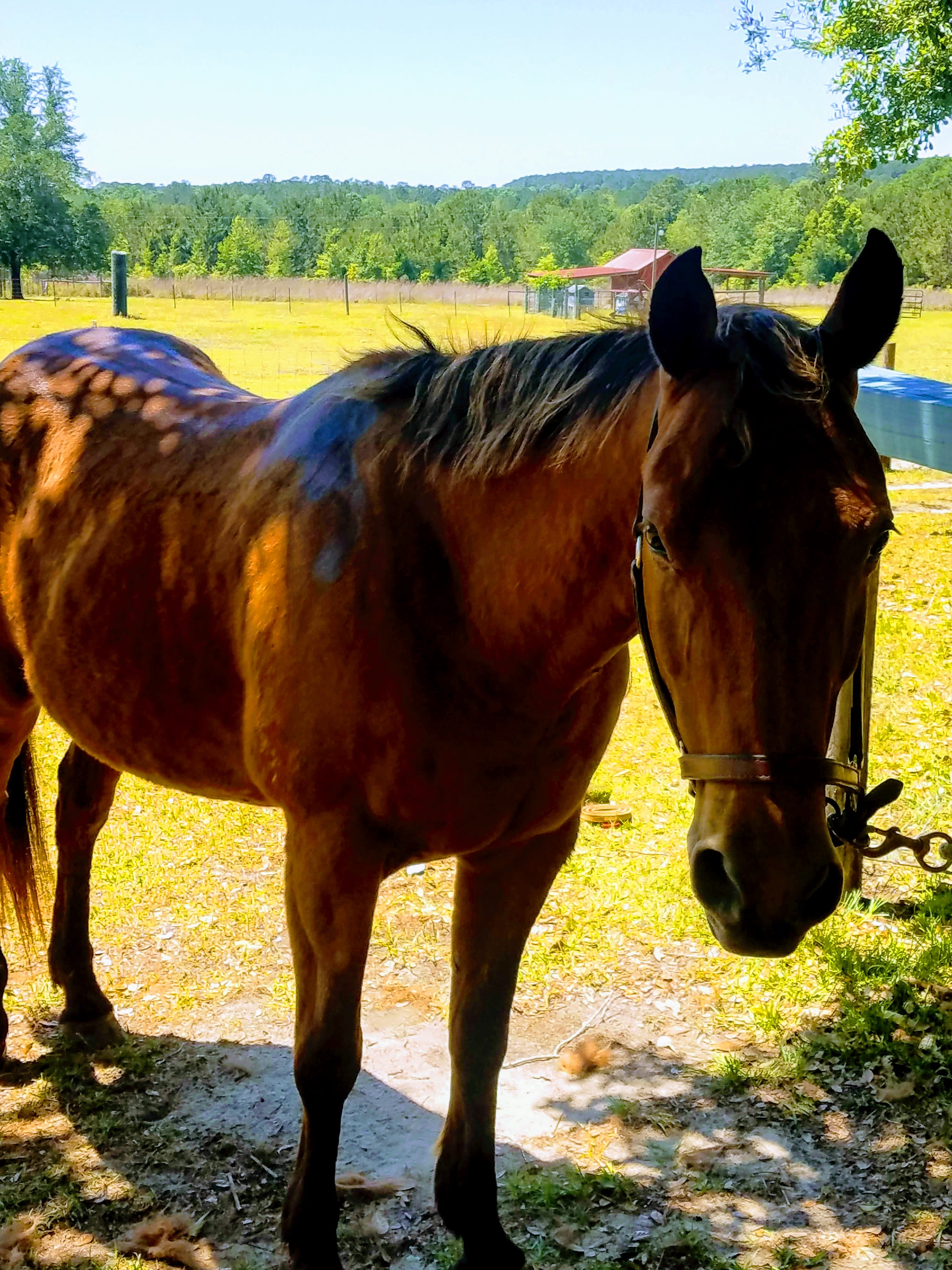 Dispatch Newsletter | Katie | Substack