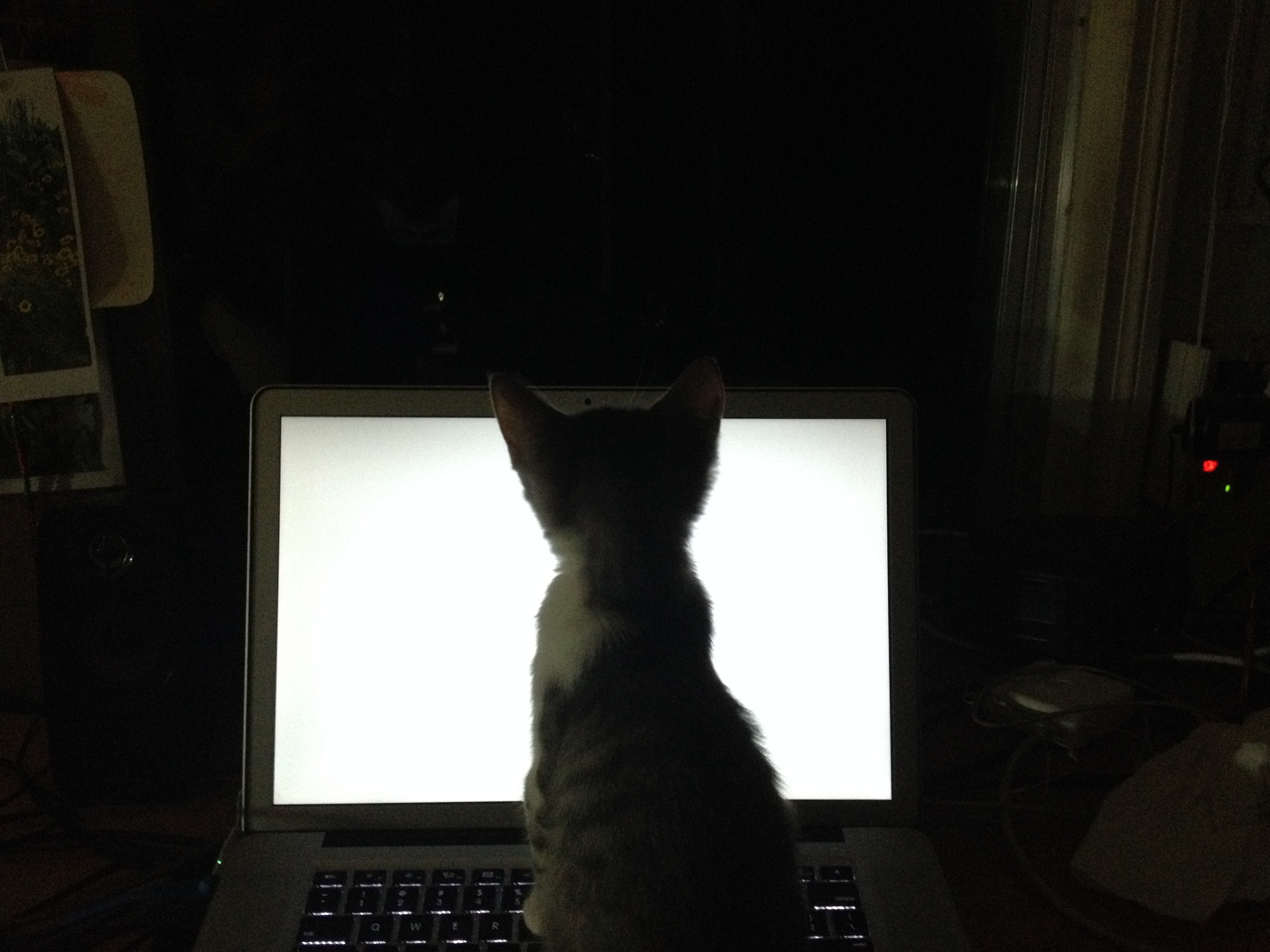 life with cats - by rohn bayes - the rohn report