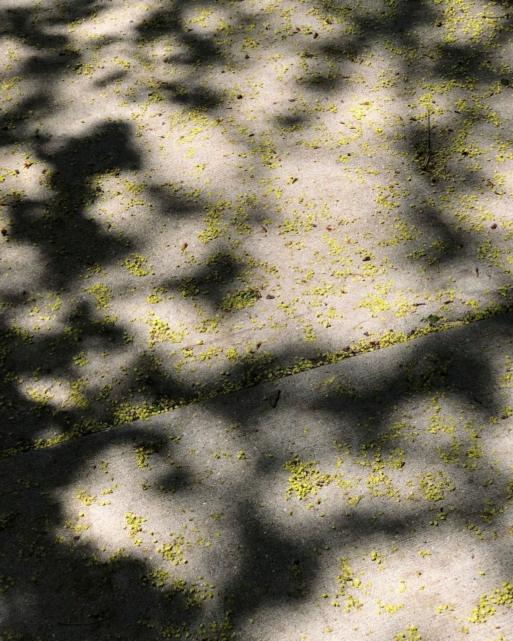 #32: June in Logan Square - by Stefania Culafic