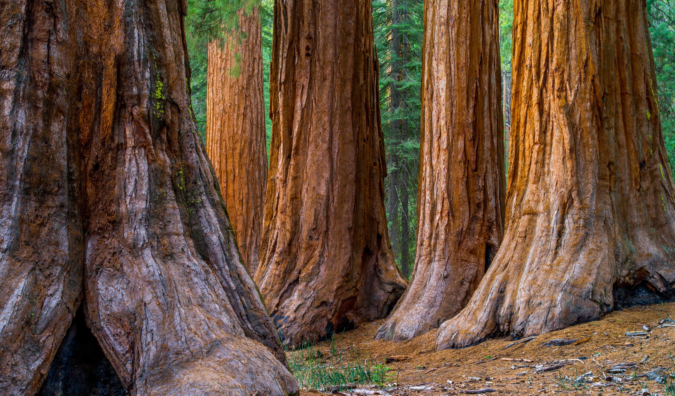 King Sequoia! Behold! Behold! - by Shaun Usher
