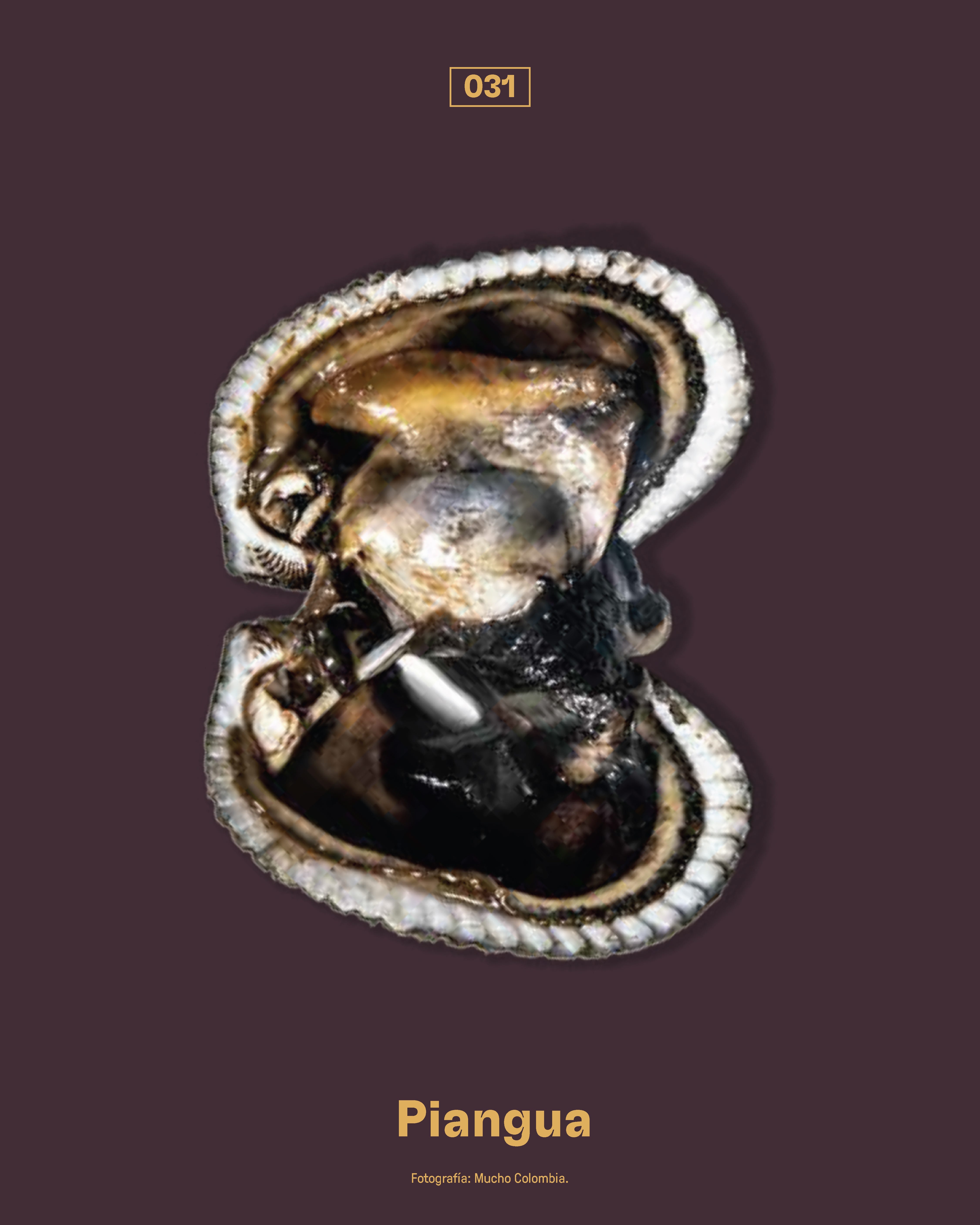 Piangua y piangueras: estado actual del molusco en el municipio de ...