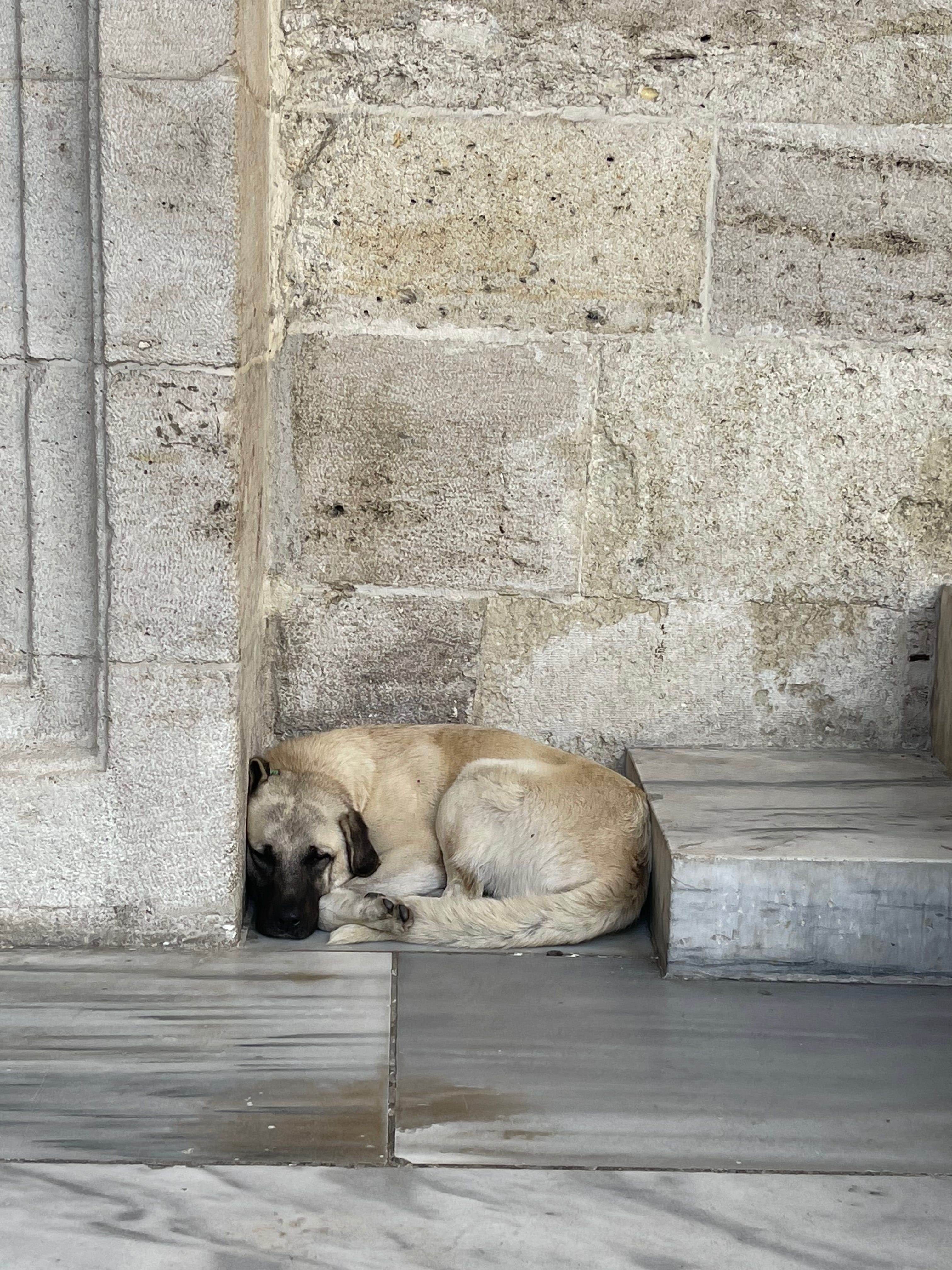 The Cats (and Dogs) of Istanbul