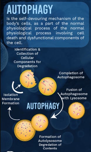 Why We Fast: Autophagy - Fasting Time with Celeste KL