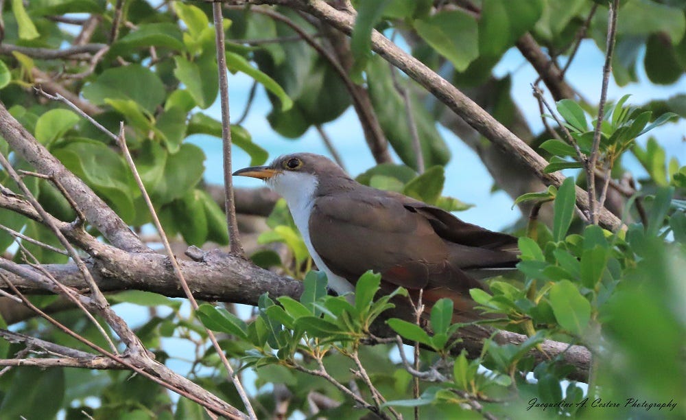 Anguilla Backyard Birding - Part 2 - by Jackie Cestero