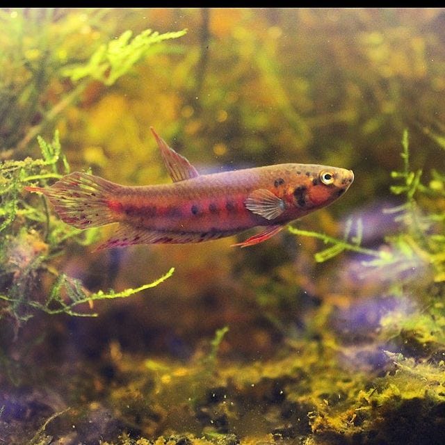 From the OG Betta Rescue Jessiel Bettas-- An Introduction to ...