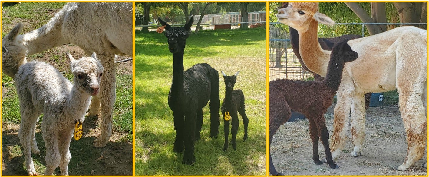 Alpaca Axi Had a Baby (Cria) Today! - by Bev-Sue Powers