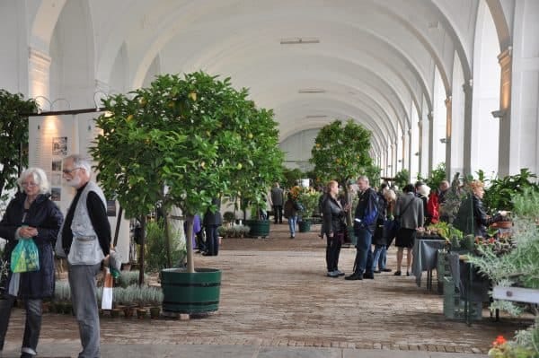 A few days in Vienna finding time for citrus and tropical plants