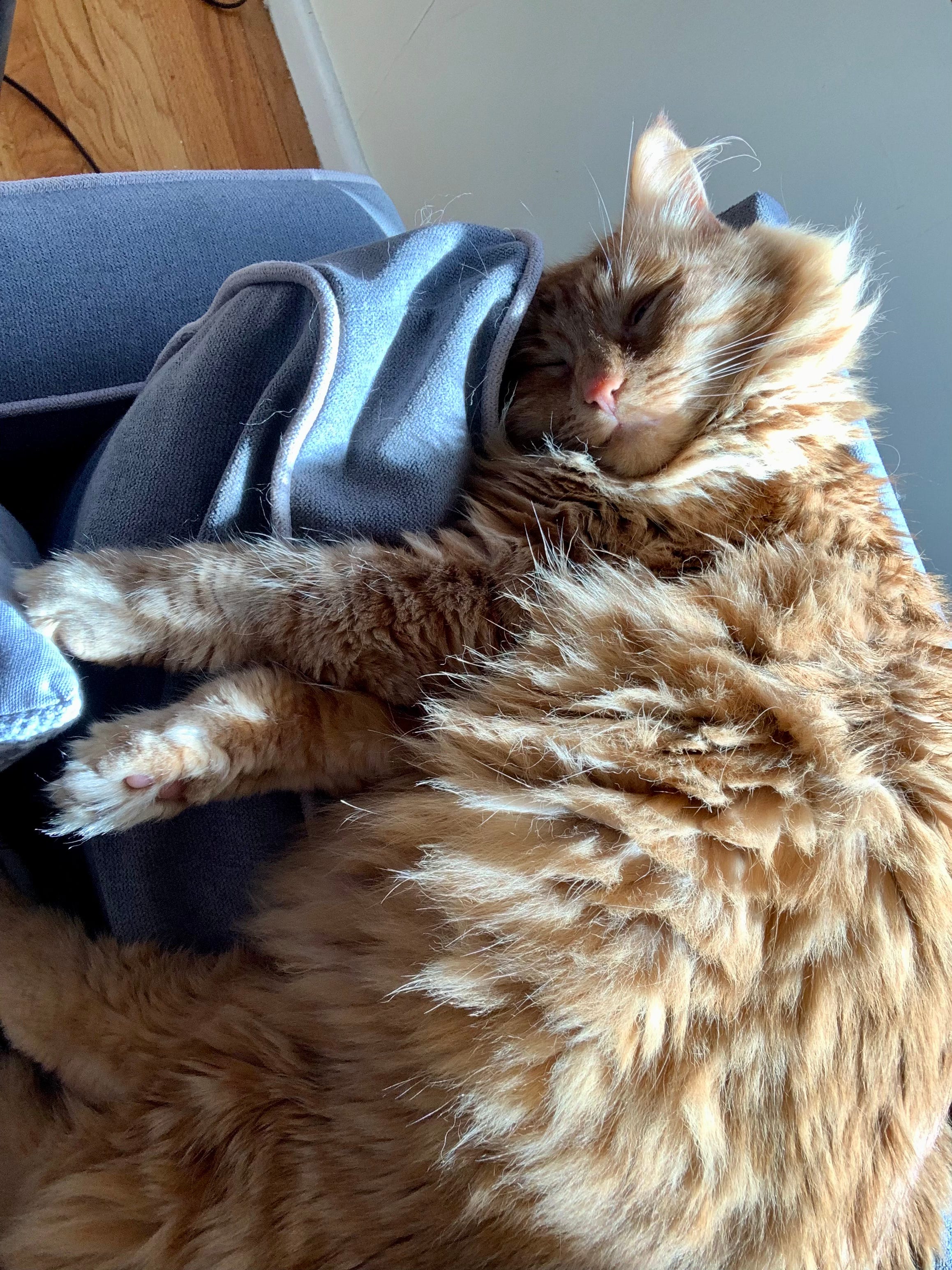 Channeling My Inner House Cat - by Cleo Rohn - Early Riser