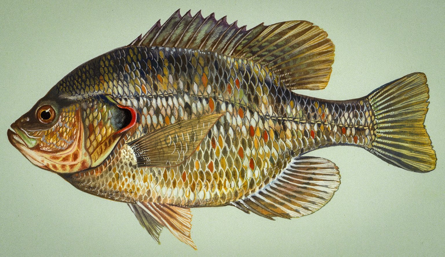 All about redear, and how to catch them - by Rick Bramwell