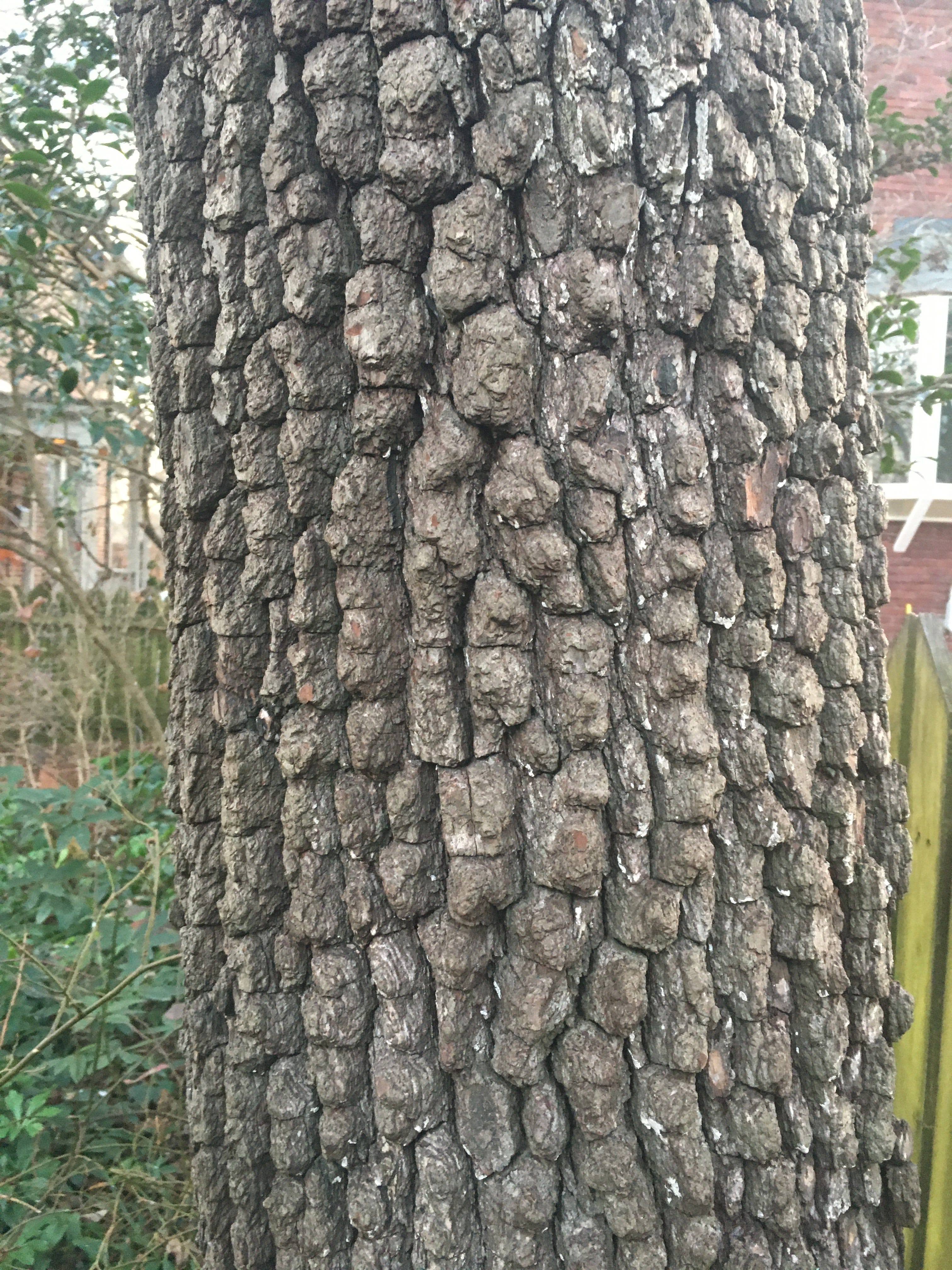 Persimmons and Weather Folklore - by Jess Jam - Tree Nerd