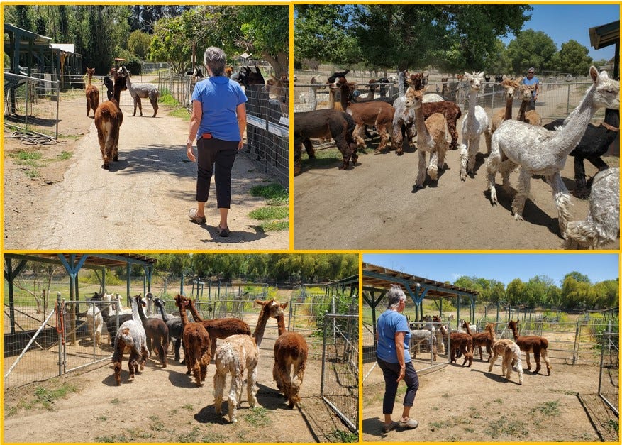 How to Catch a Pregnant Alpaca - by Bev-Sue Powers