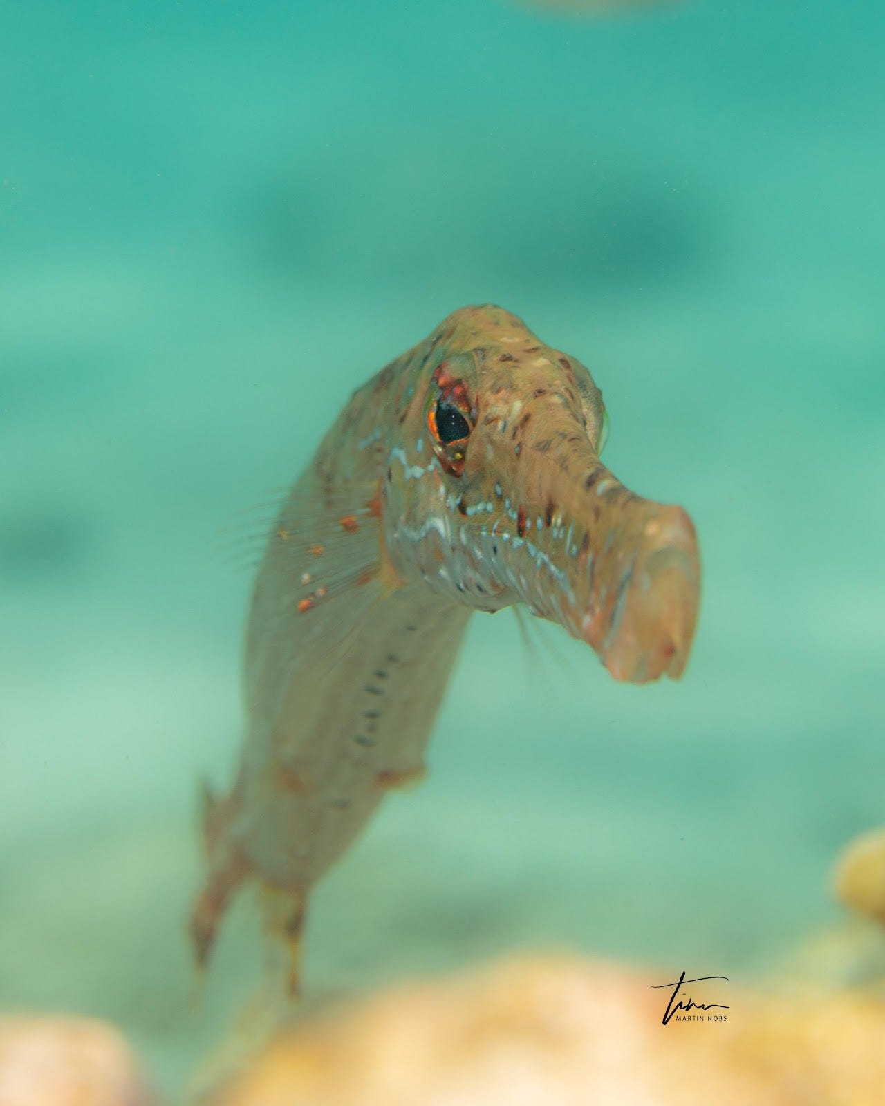 8 Simple Steps for Improving Your Underwater Macro Photography