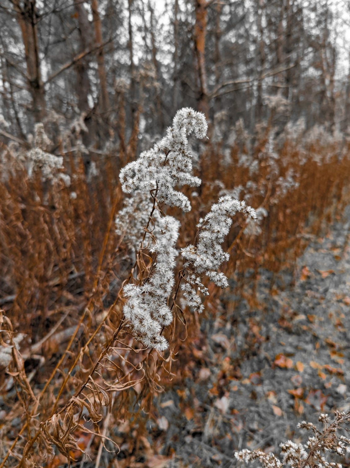 Snapshots of Long Sault Conservation Area Between the Fall & Winter Time