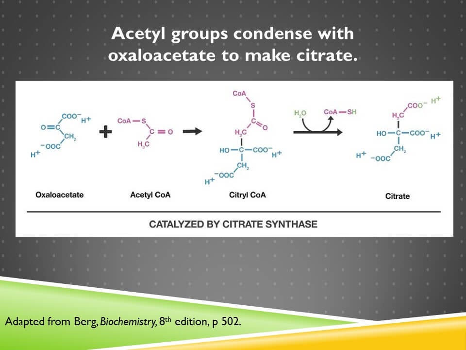 4. Aconitase, ROS, and the Abilities of the Electron Transport Chain