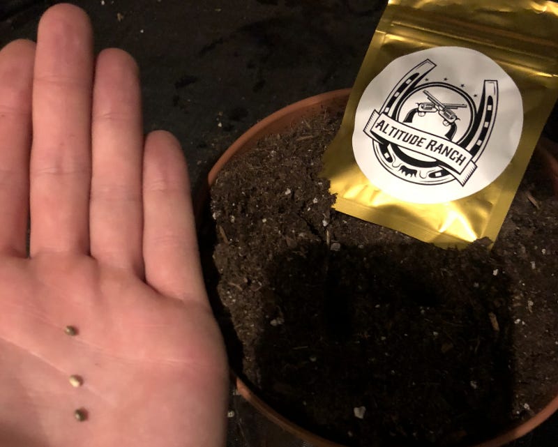 13 Intangible Dividends (Besides Weed) that Hobby Grows Pay Every Cycle