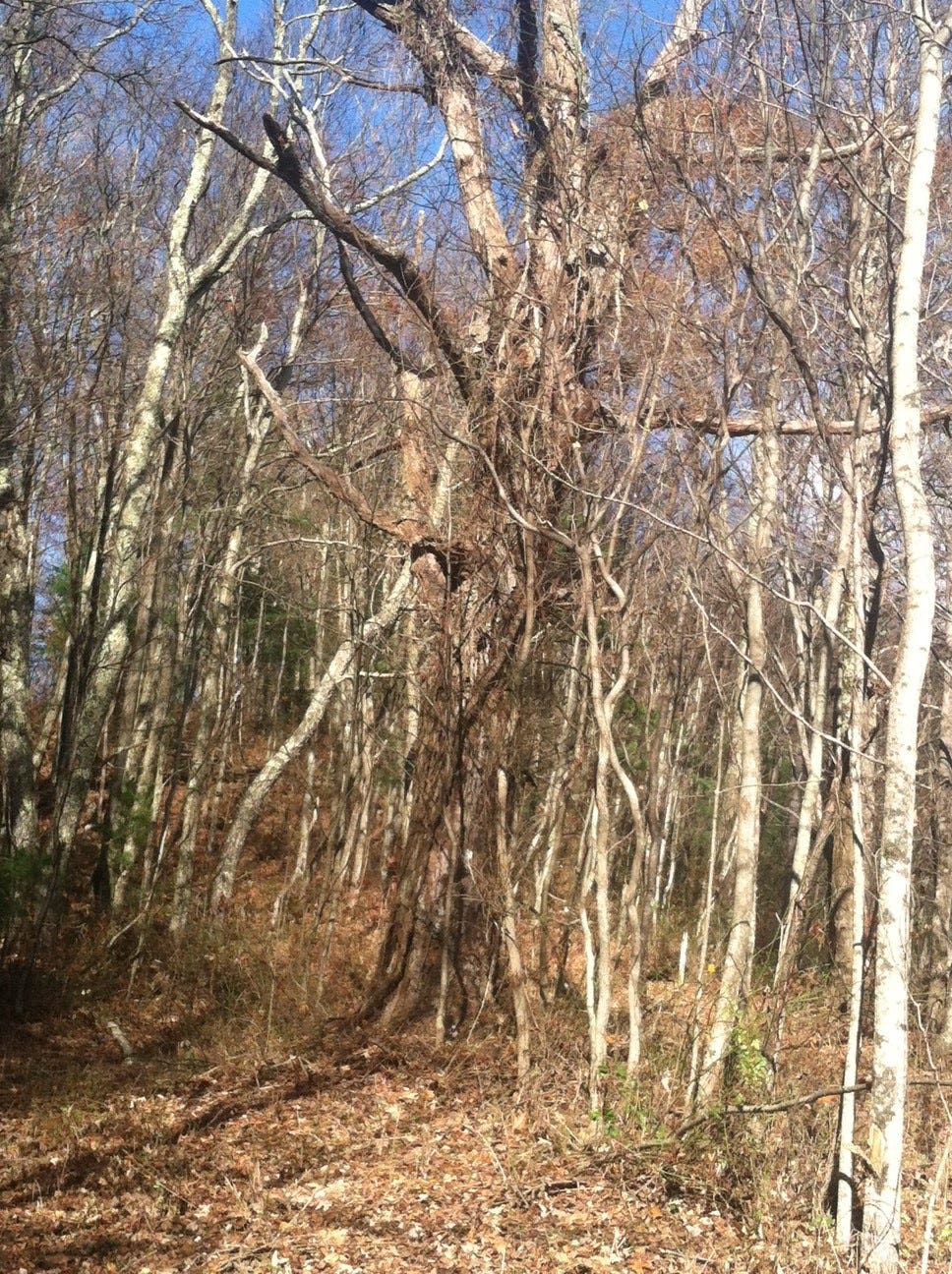 On Suicide - by Ben Talley - Hometownstories.org