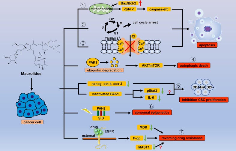 Therapeutics and repurposed drugs for the treatment of cancer