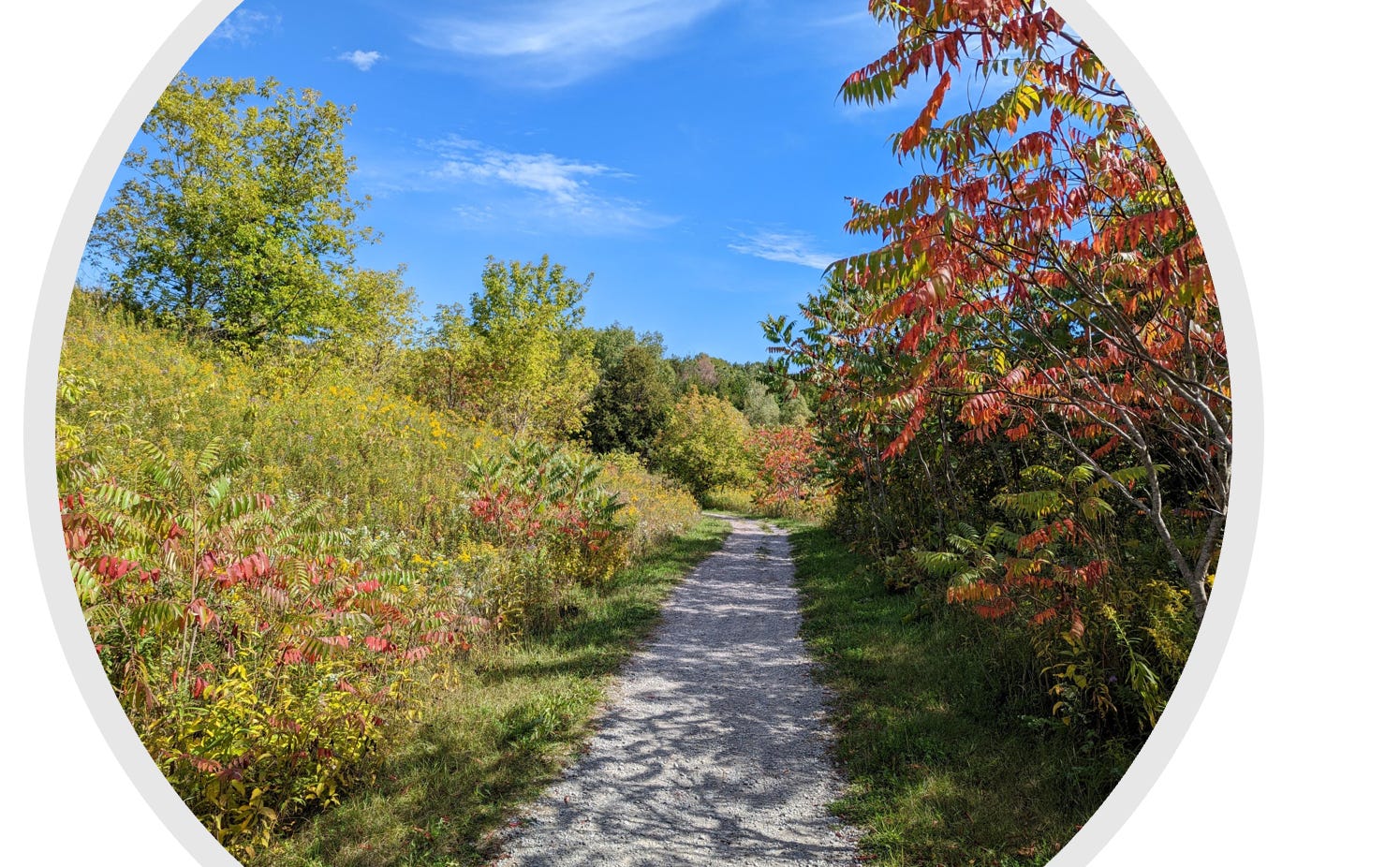 Incredible Colors of the Fall Season on Glen Major Forest Loop Trail