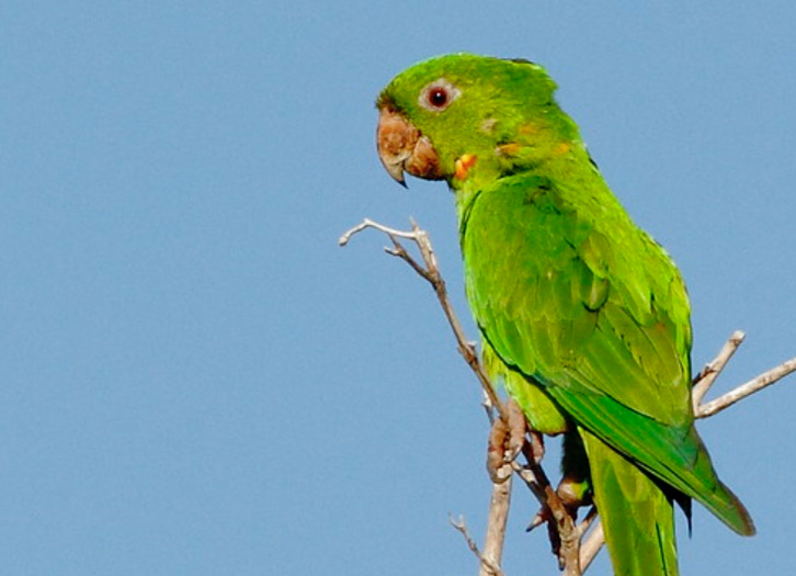 after life - bird words