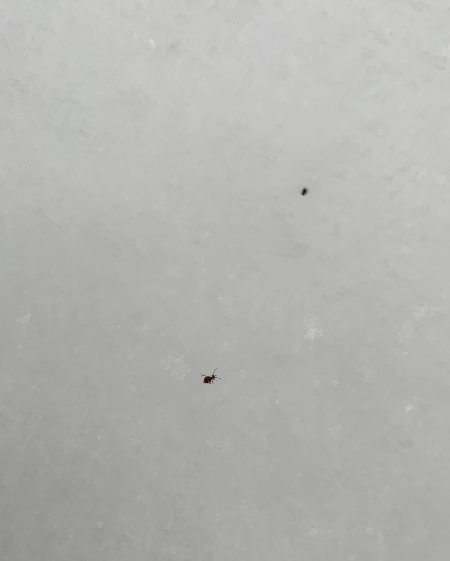 Snow! Insects Fall From Sky - by Nikki McClure