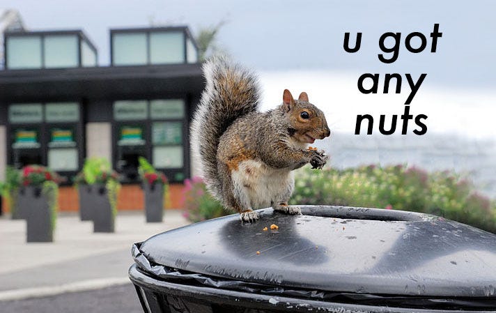 I Accidentally Murdered A Squirrel - by Drew & Natalie Dee