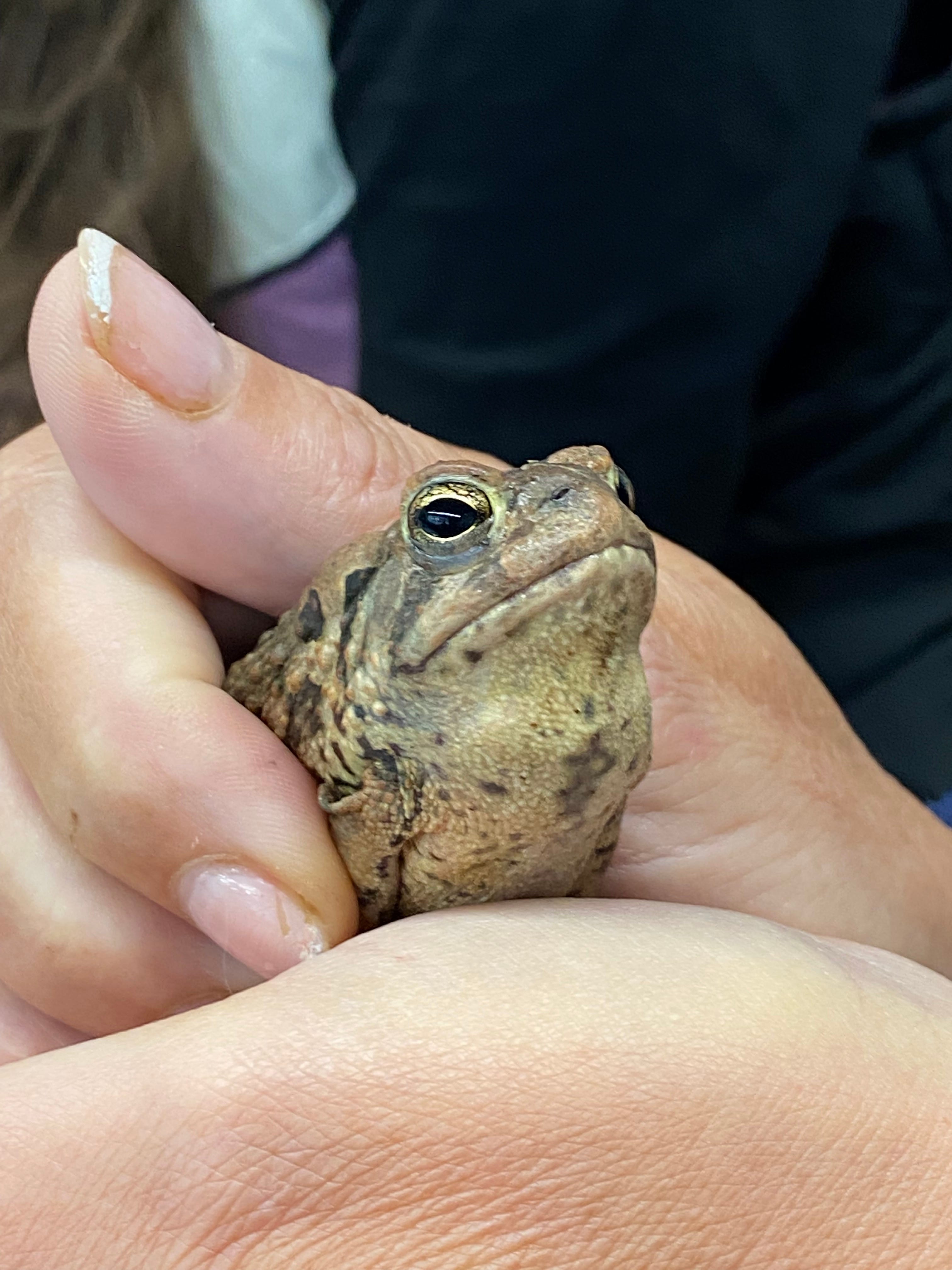 i held a toad, i cried in public - by Susannah Felts