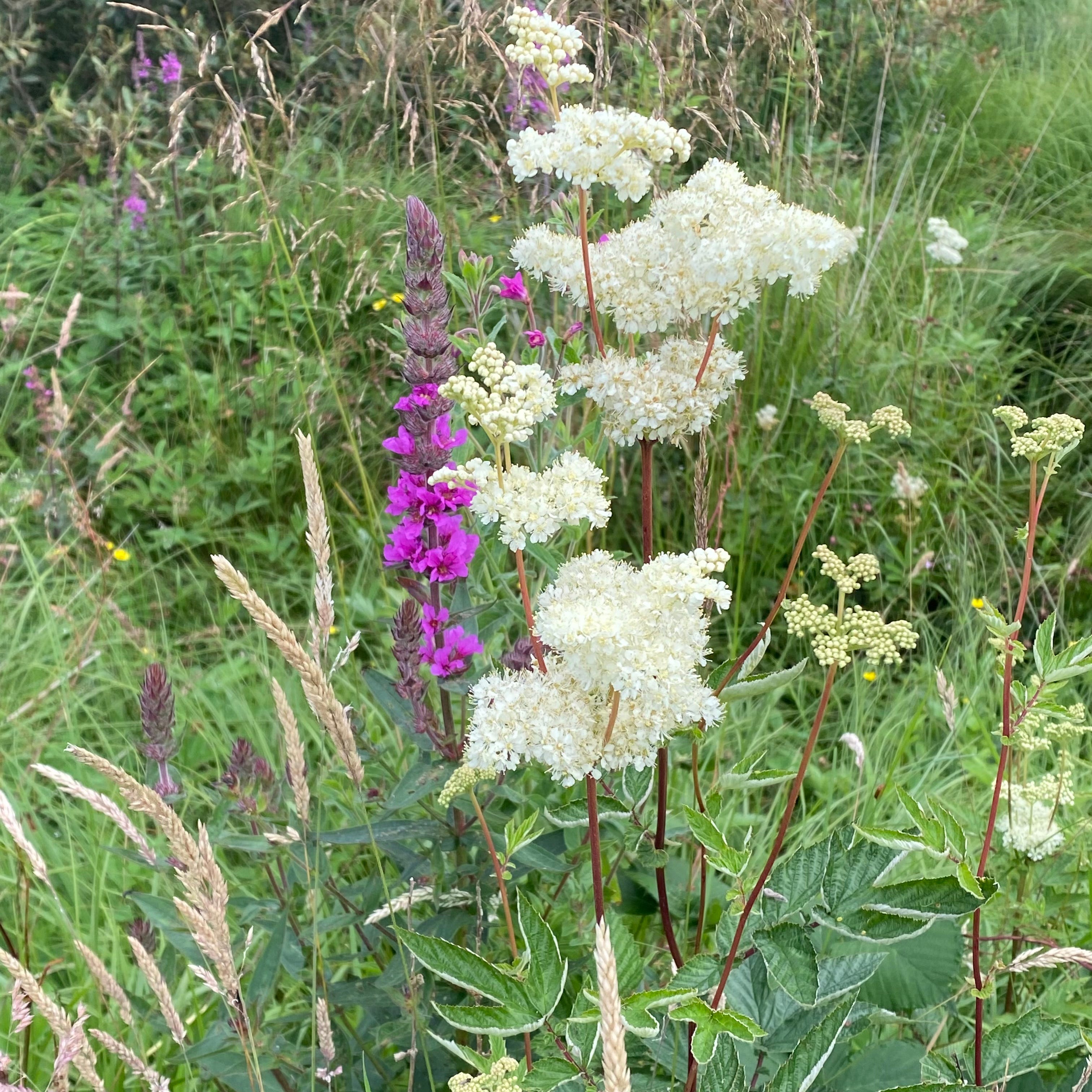 Waving pollen on the breeze - by Liz Doyle