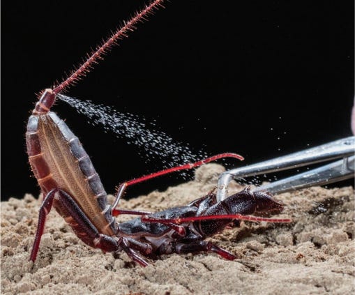 Baby Vinegaroons, Anyone? - by Jason Bittel