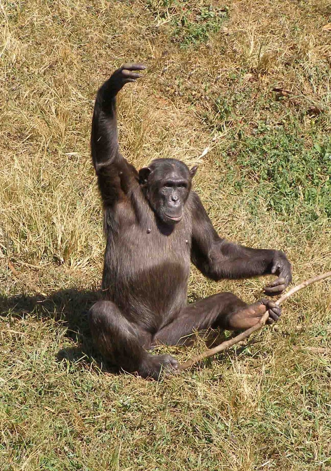 I write like an ape. Please leave a comment! - by Tove K