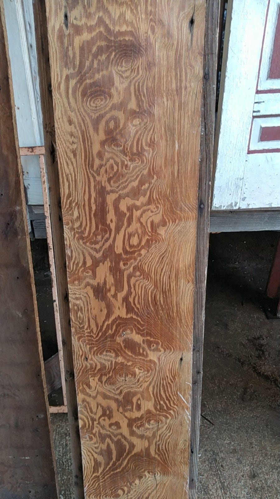 Curly Pine or Burly Pine, neither species but an extremely Rare cut of ...