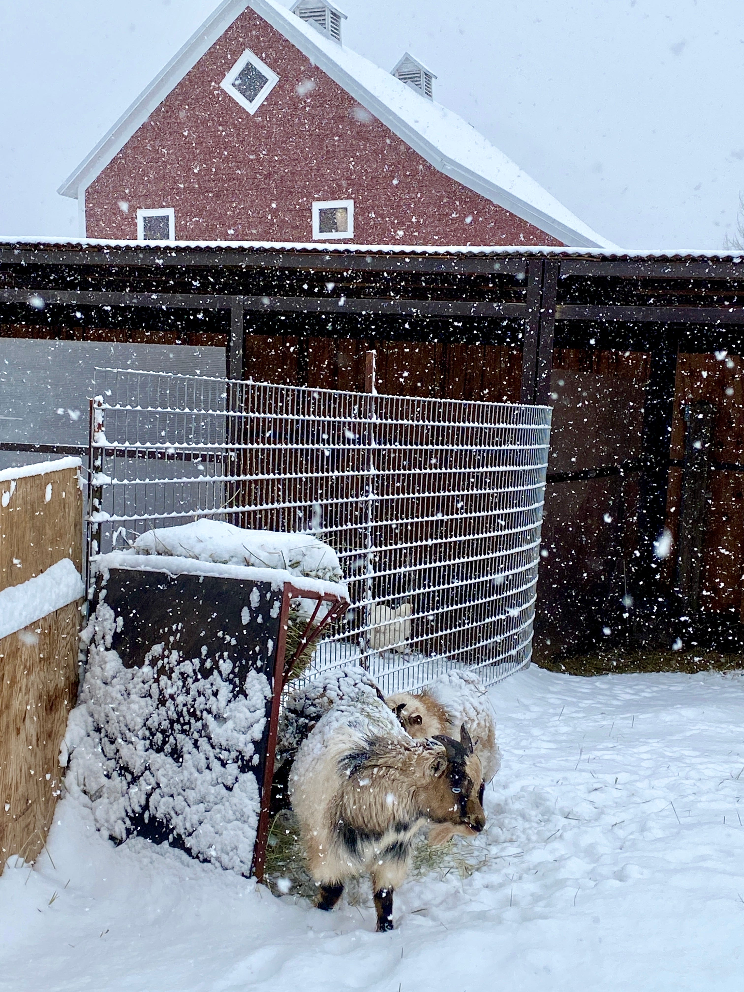 Full Snow Moon Planting at Aspen's Farm Collaborative