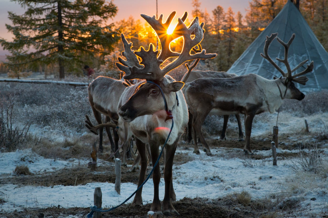 Women of the Deer Mother's Solstice - by Genevieve Gluck
