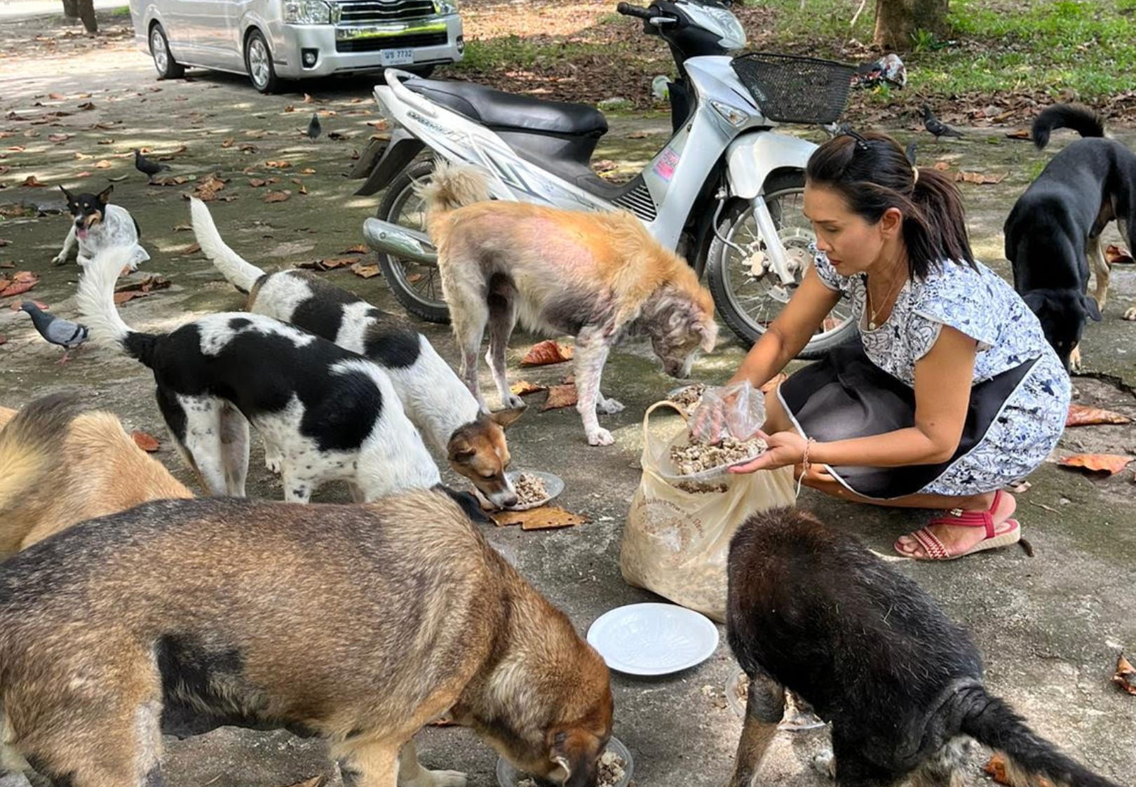 Lucky, Chopper And Tough Choices - by Niall Harbison