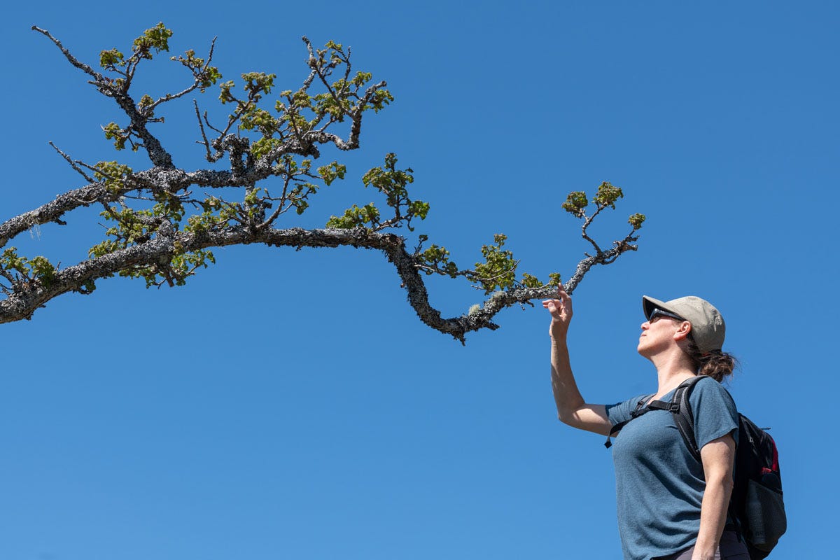 Christi York (Artist) | Substack