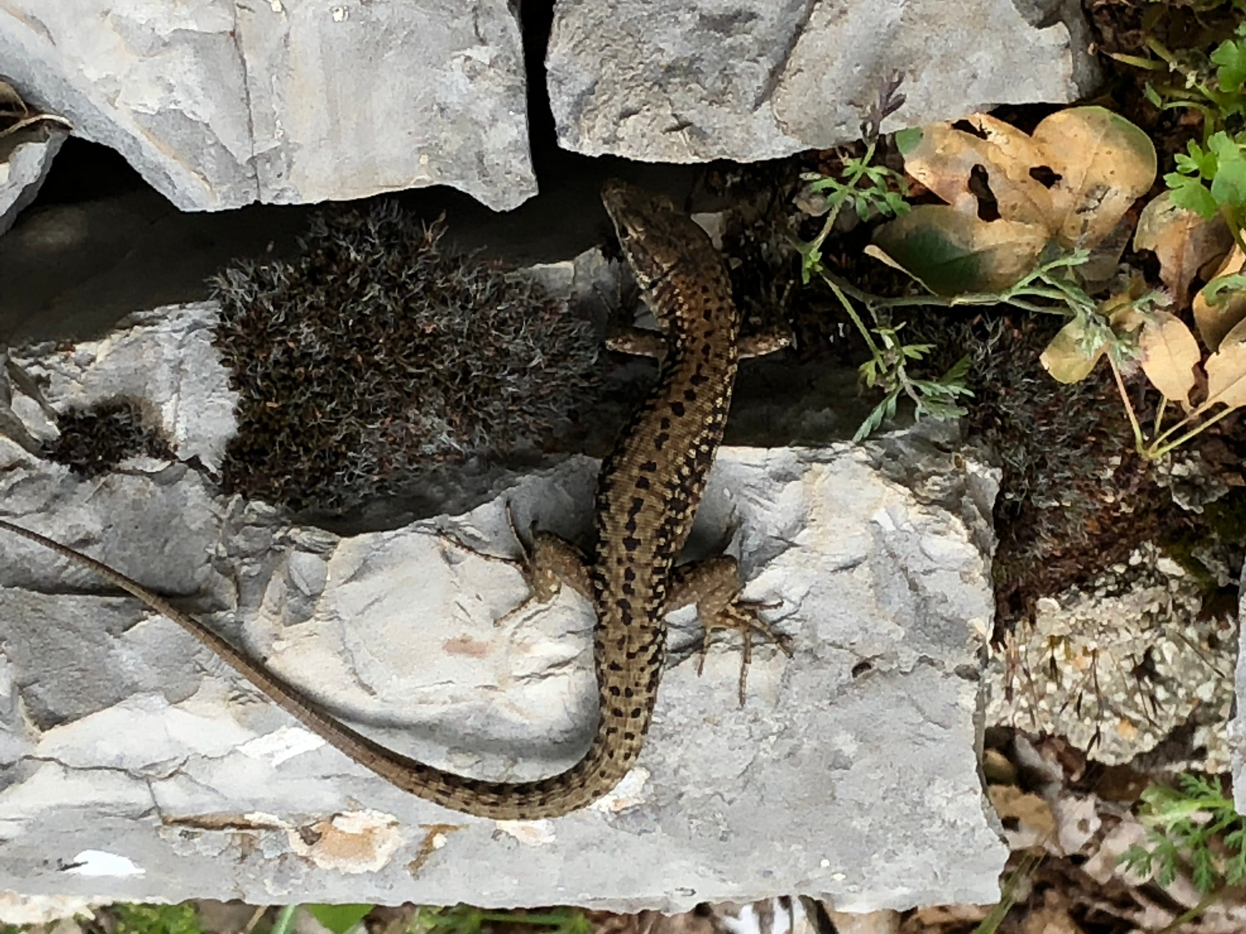 Ecology of Greece - by Steve & Adrienne - Scappa