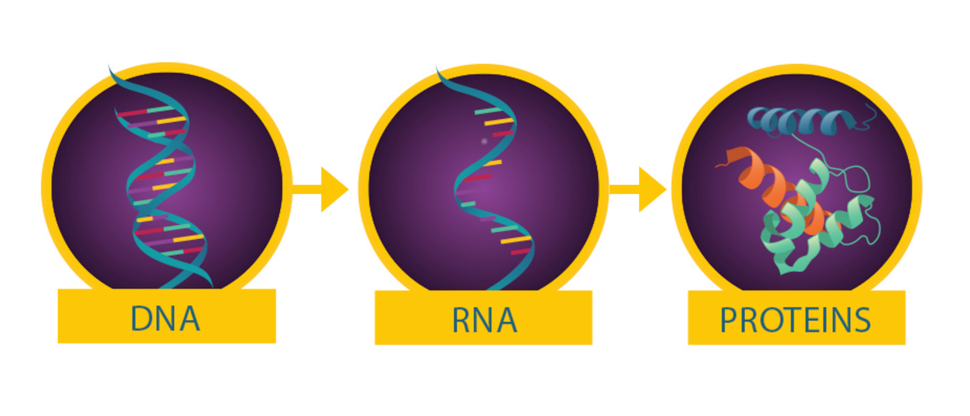 The Language of Biology: Computation to aid protein design