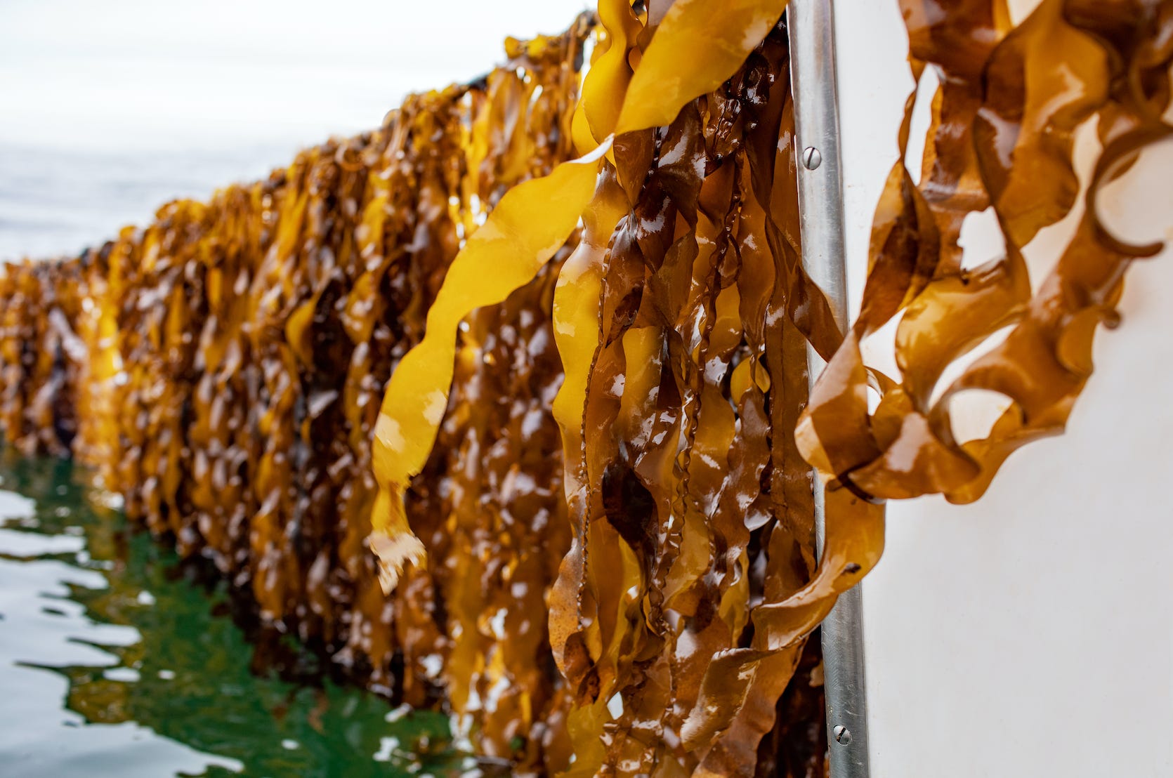 🌊 Turning the tide: The potential for regenerative ocean farming