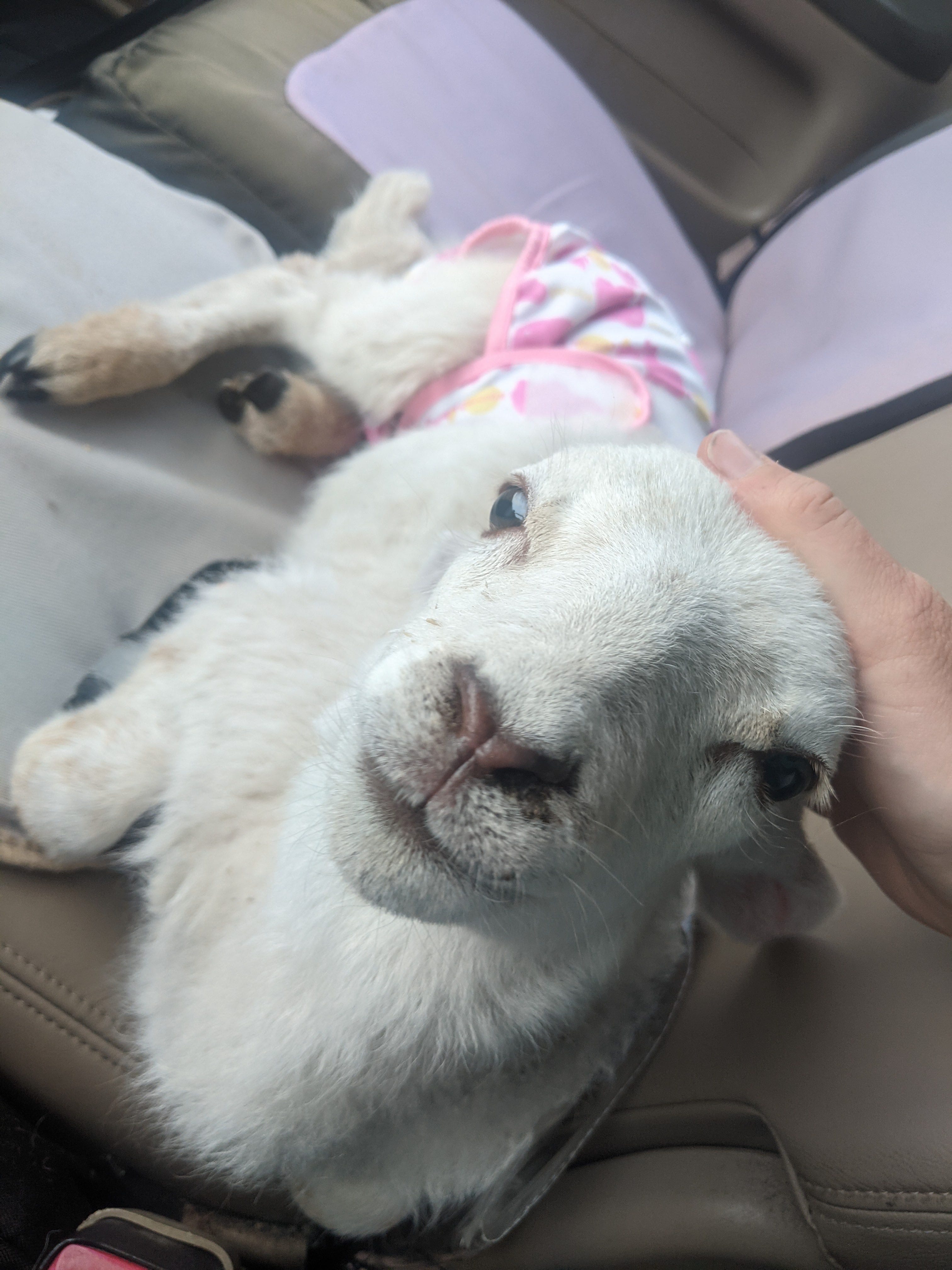 The Early Bird Gets The Self Love - by AC Shilton